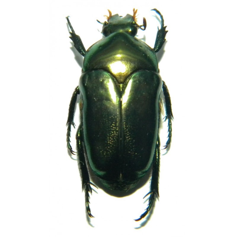 Ischiopsopha ceramensis