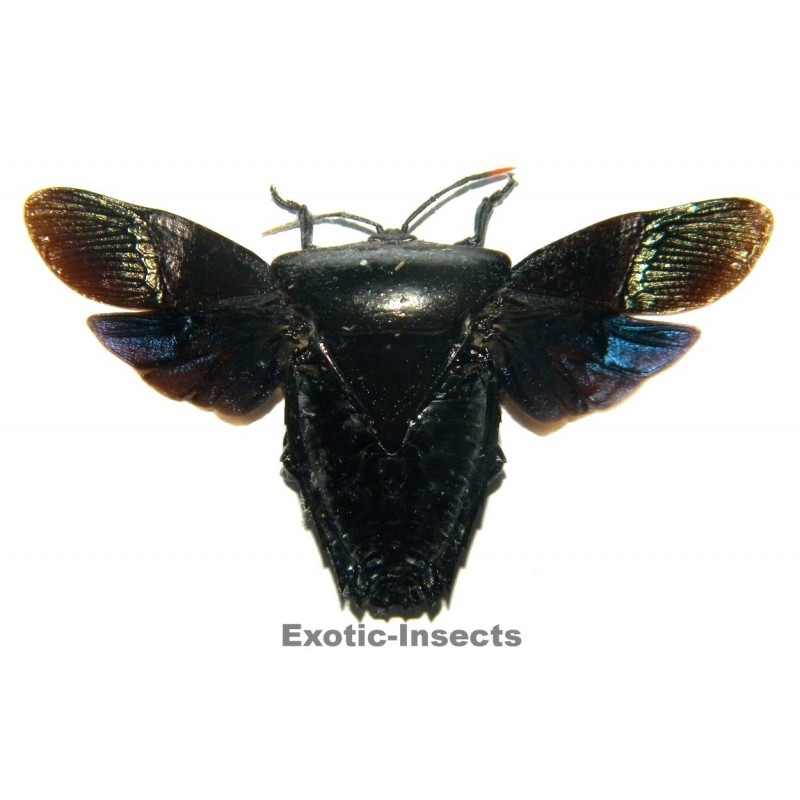 Heteroptera sp.28 CLOSED WINGS