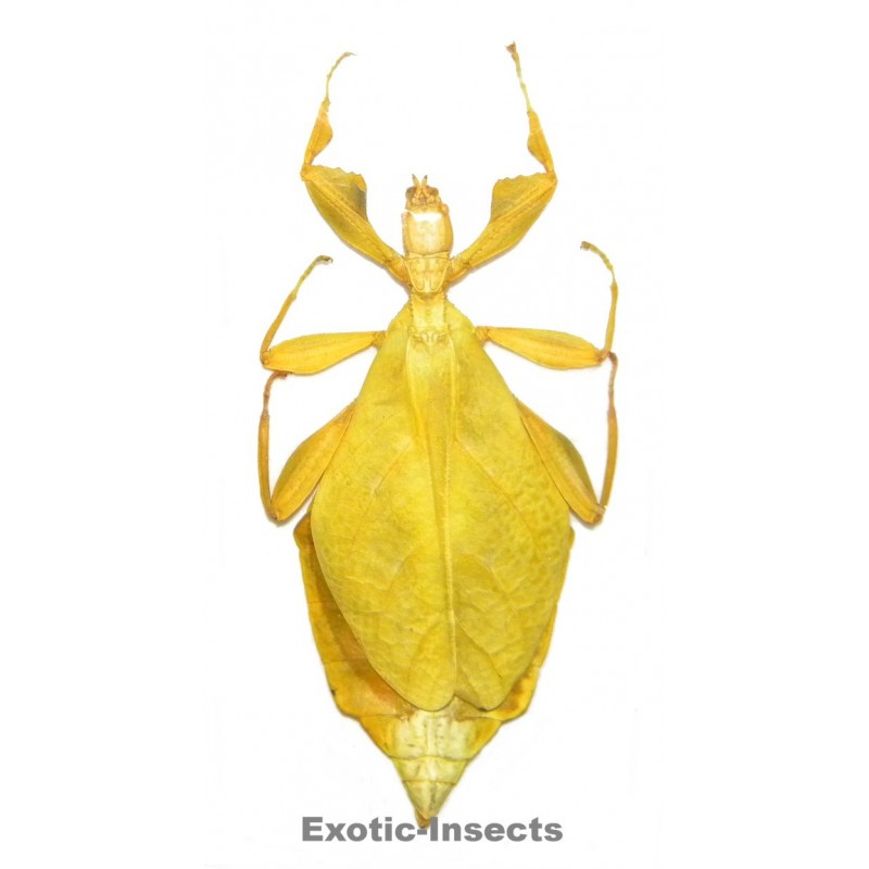 Phyllium jacobsoni YELLOW FORM