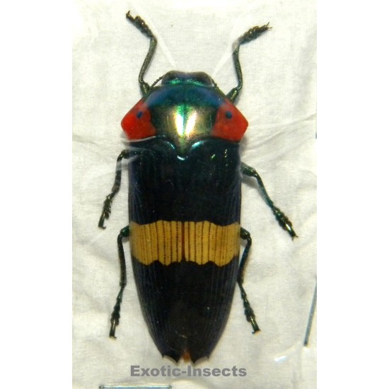 Calodema ribbei SPECIMEN 02