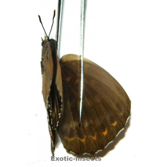 Lexias aeetes phasiana ABERRATION