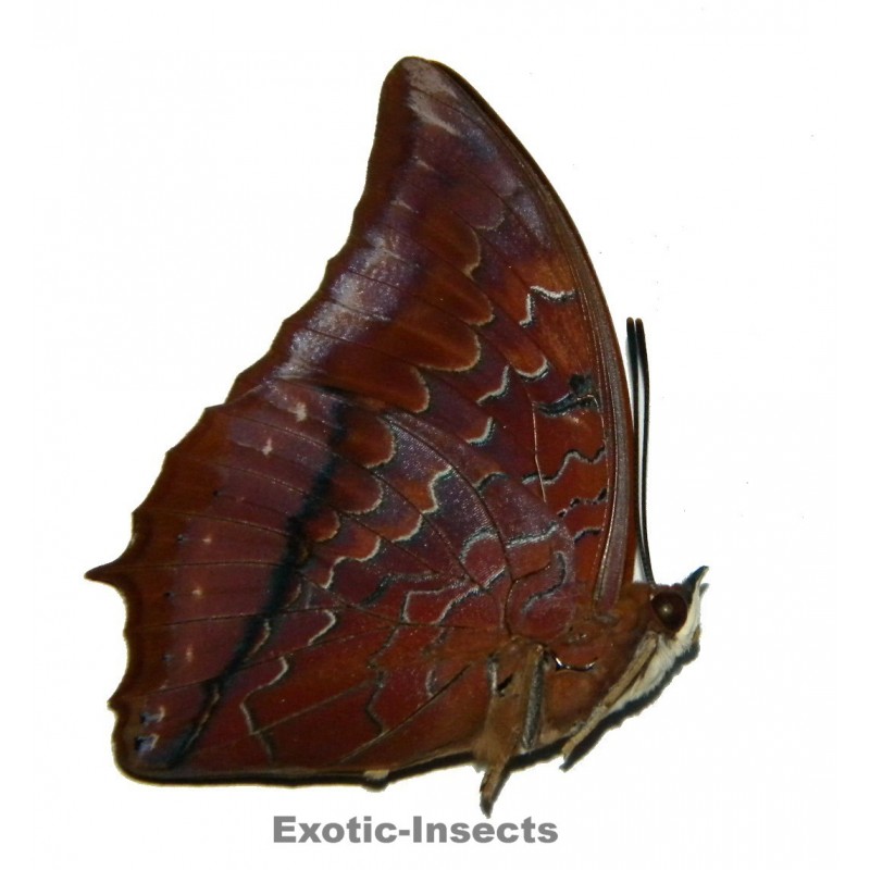 Charaxes harmodius harmodius
