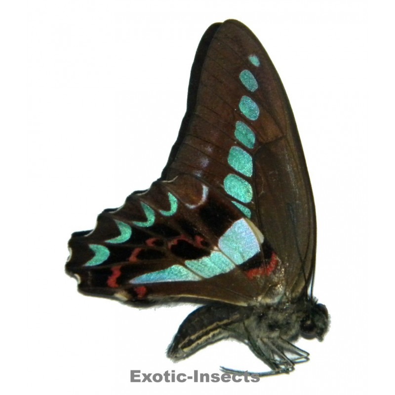 Graphium milon milon