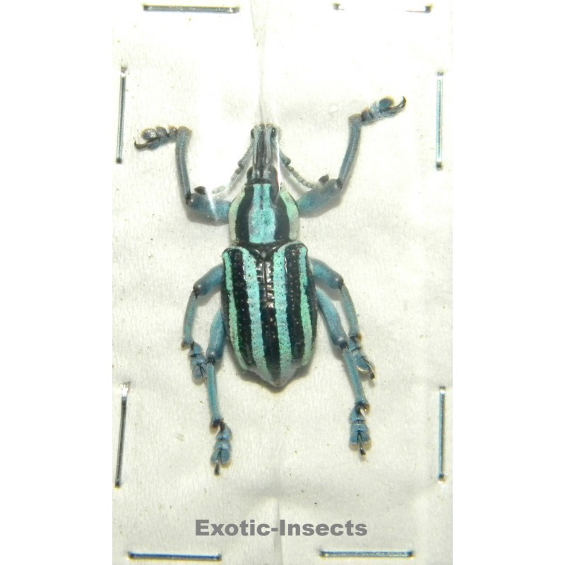 Eupholus waigeuensis VARIATION 01