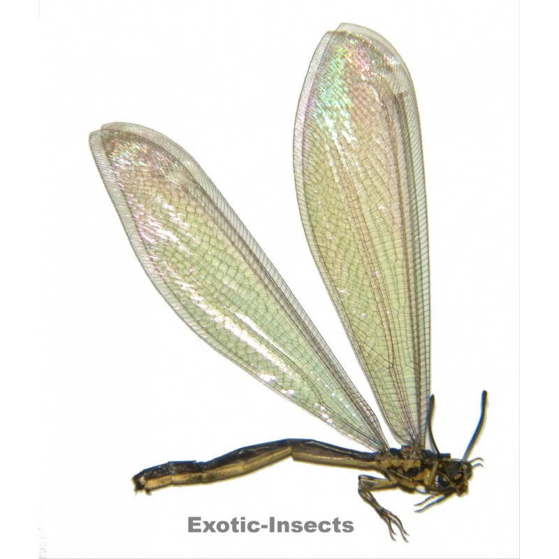 Neuroptera