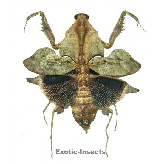 Exotic-Insects