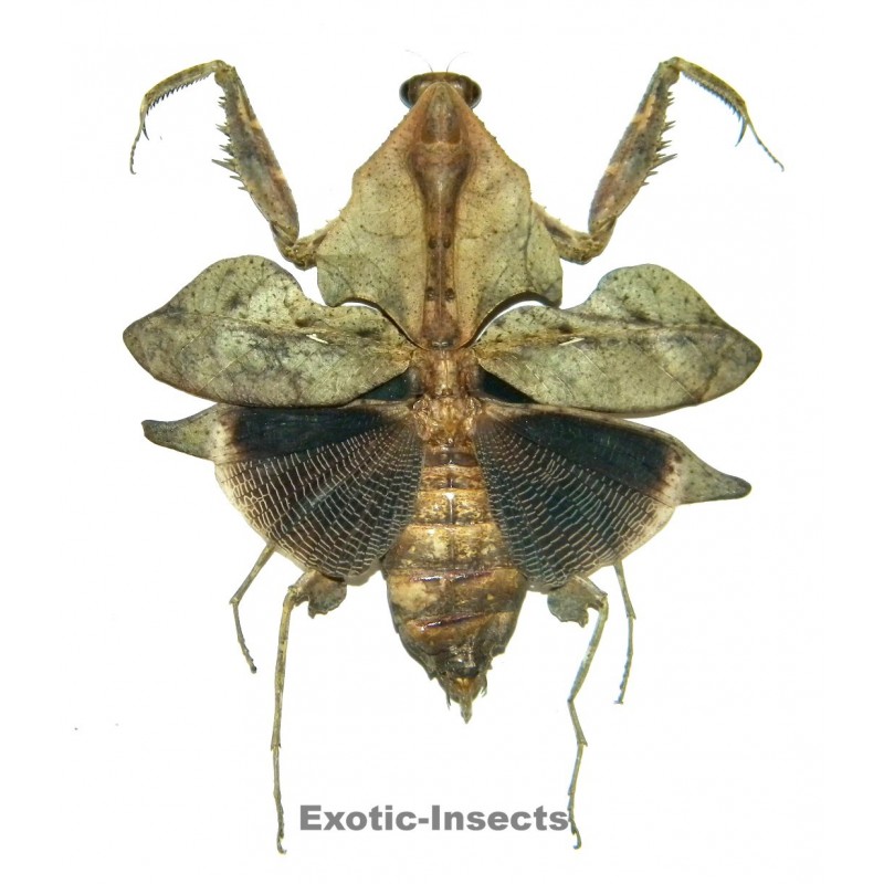 Exotic-Insects