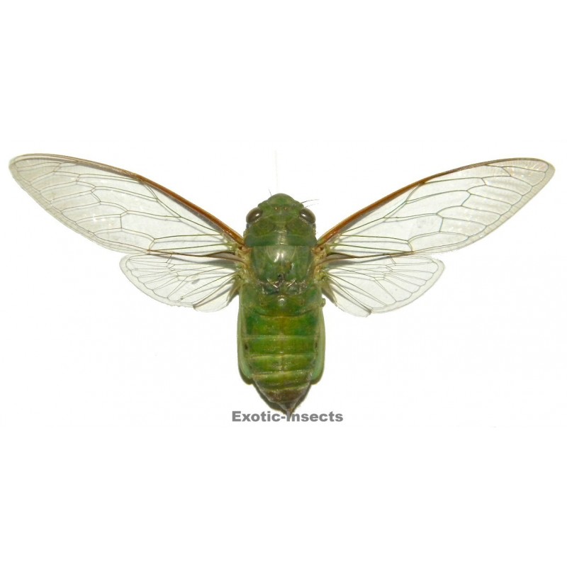 Exotic-Insects