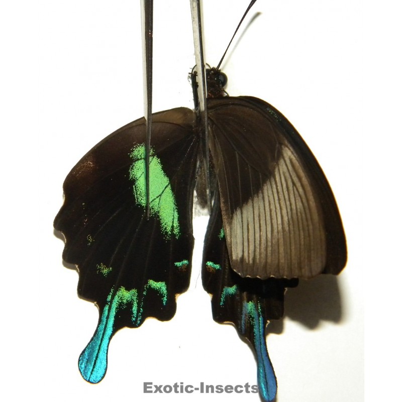 Papilio blumei blumei ABERRATION 05