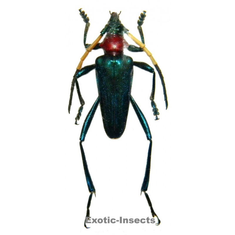 Pachyteria nockii