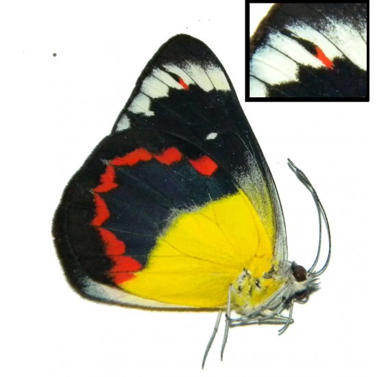 Delias timorensis moaensis ABERRATION 01