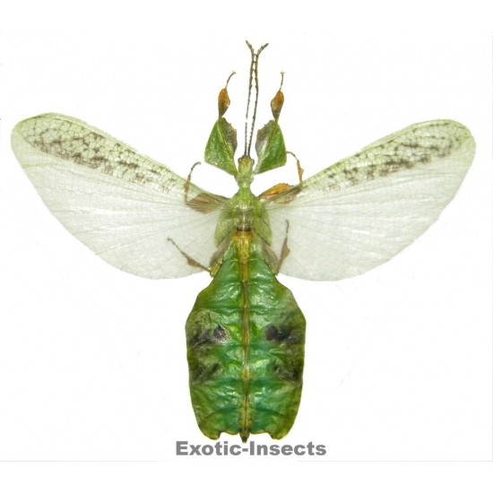 Pulchriphyllium bhaskarai OPEN WINGS