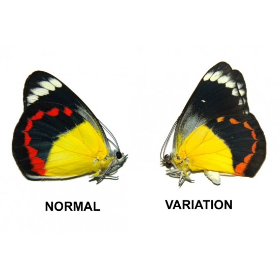 Delias timorensis moaensis ABERRATION 03