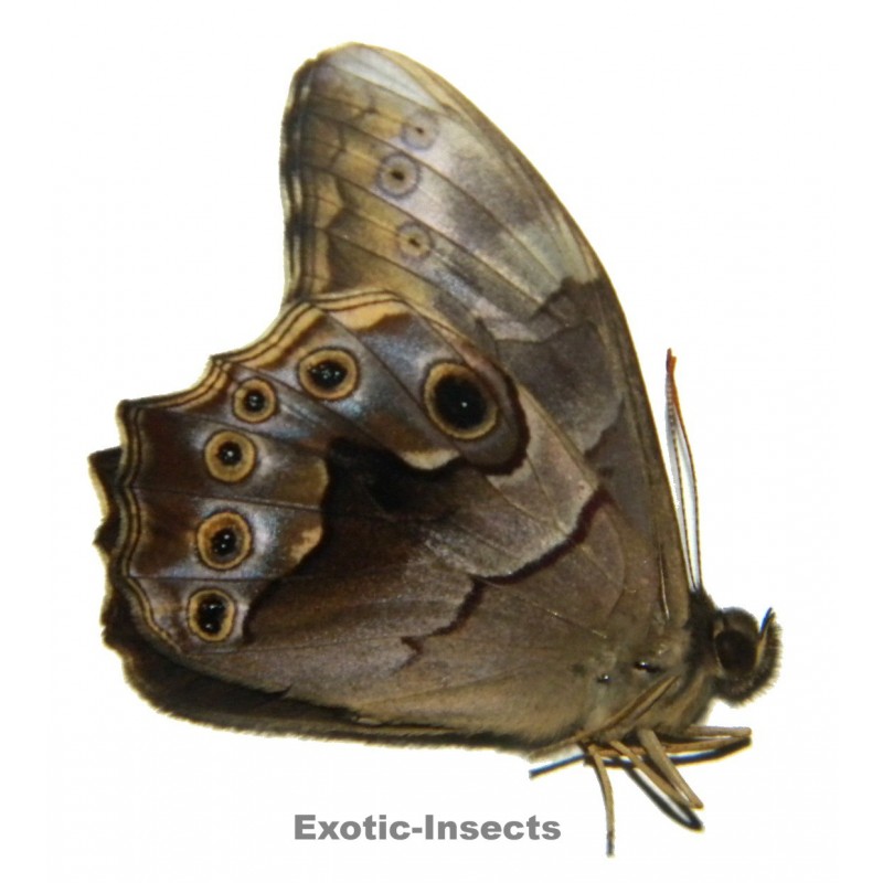 Exotic-Insects