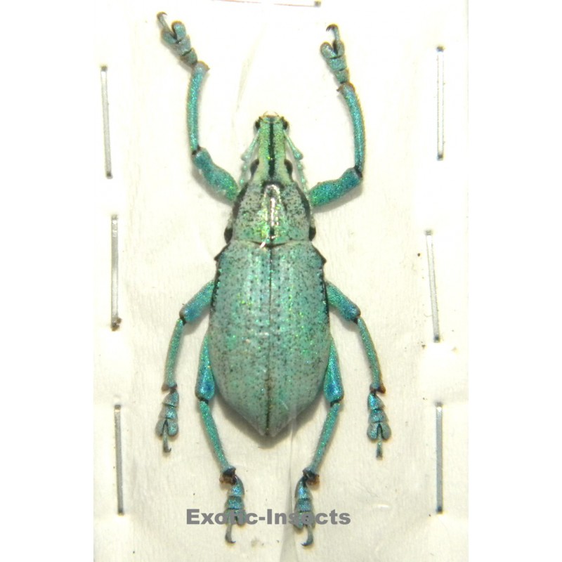 Eupholus prasinus VARIATION 01