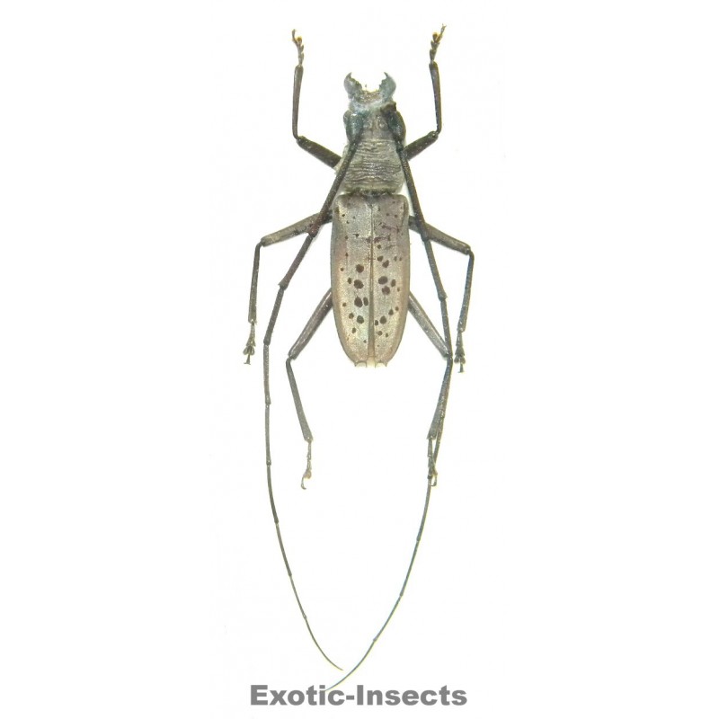Exotic-Insects