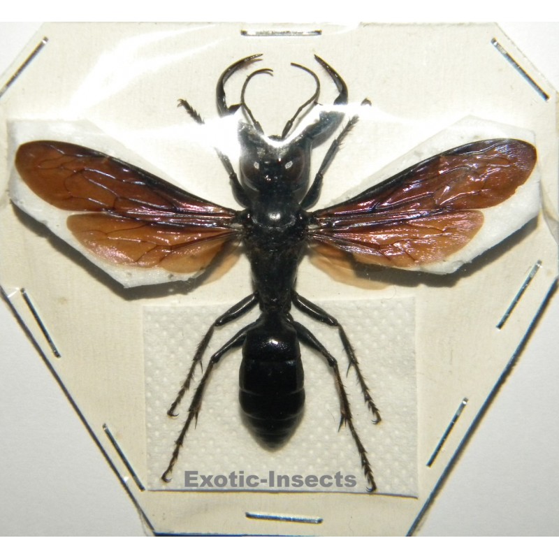 Megalara garuda (45mm)