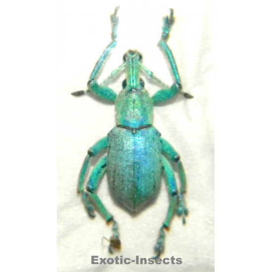 Eupholus bruyni BLUE FORM SPECIMEN 02