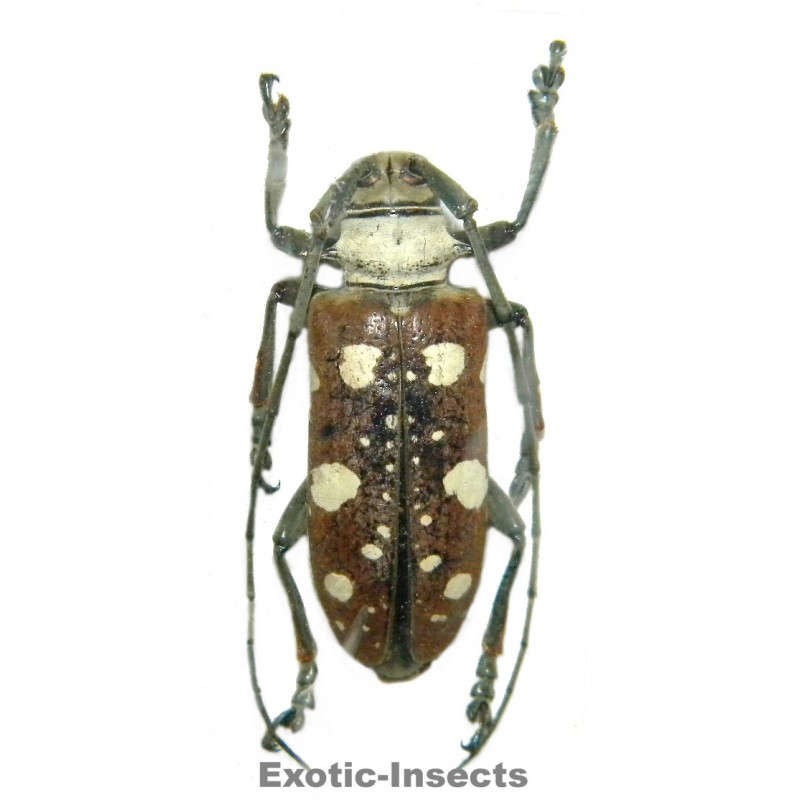 Neuroptera Bugs