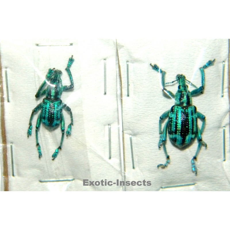 Eupholus alternans PAIR 01