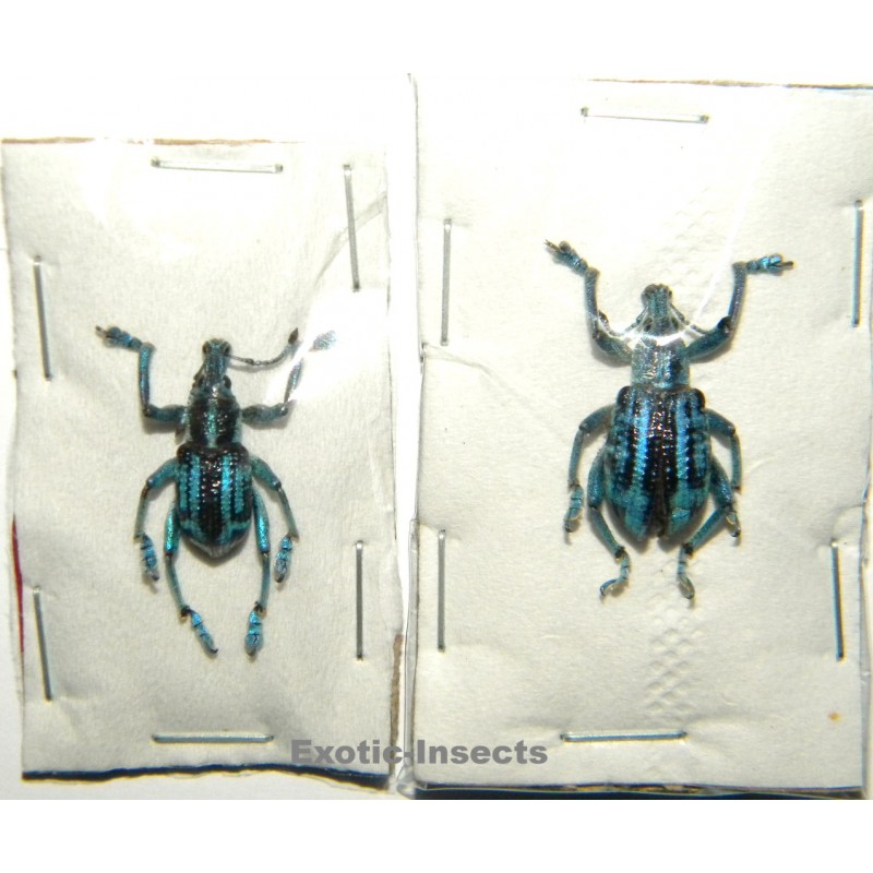 Eupholus alternans PAIR 02