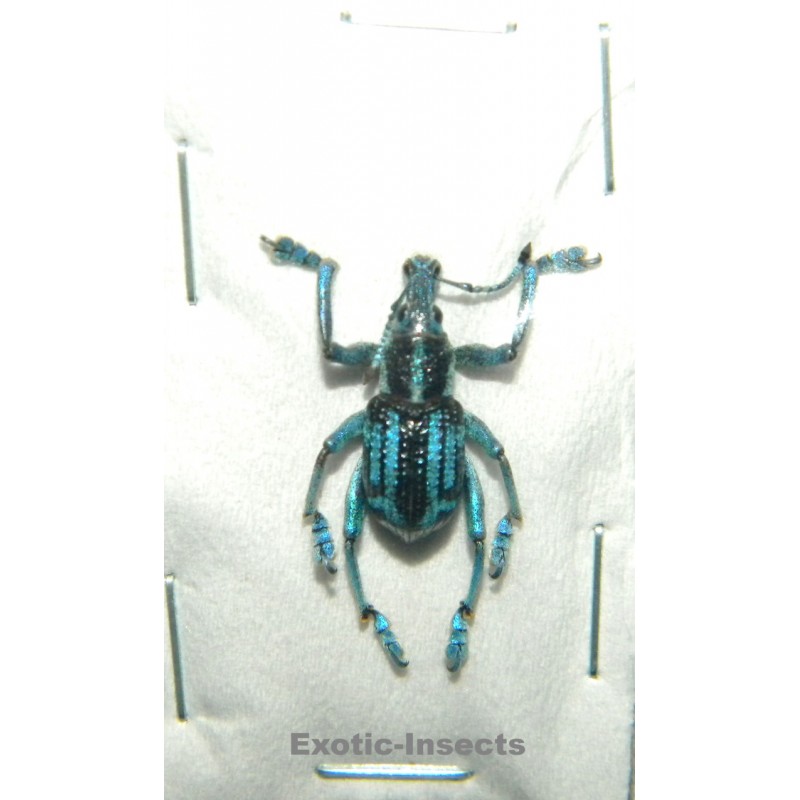 Eupholus alternans PAIR 02