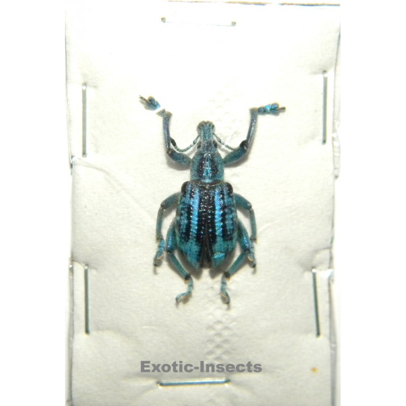 Eupholus alternans PAIR 02