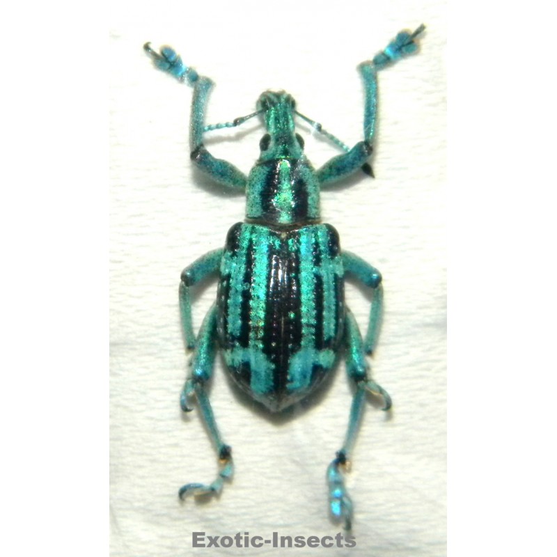 Eupholus alternans PAIR 01