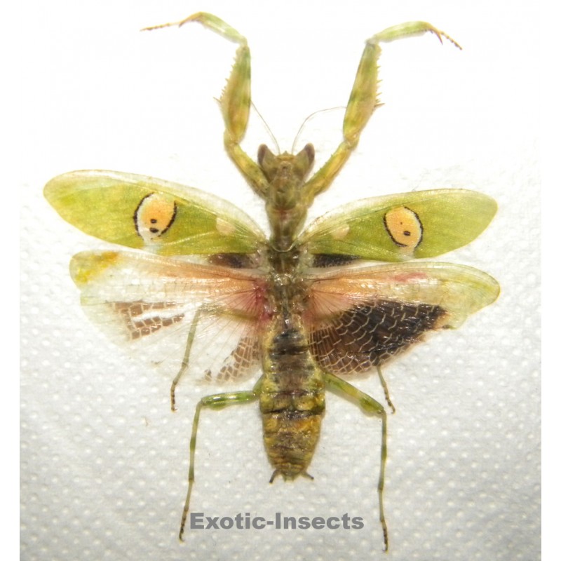 Creobroter gemmatus GYNANDROMORPH 01