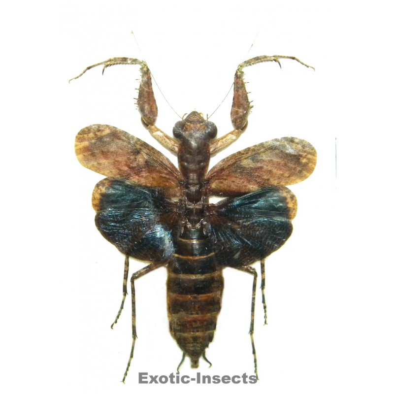 Exotic-Insects