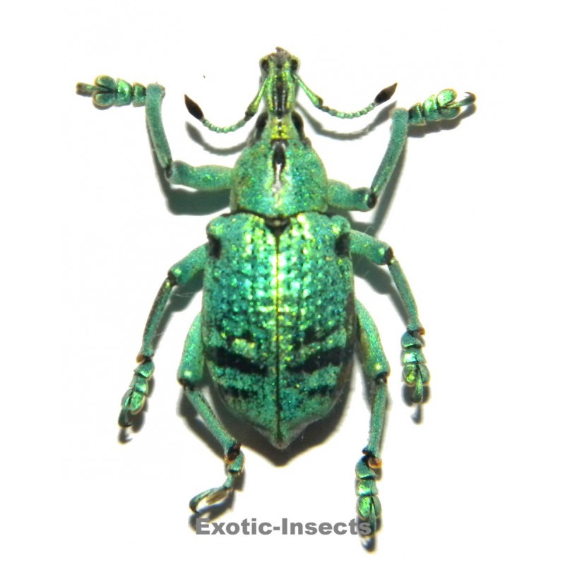 Exotic-Insects
