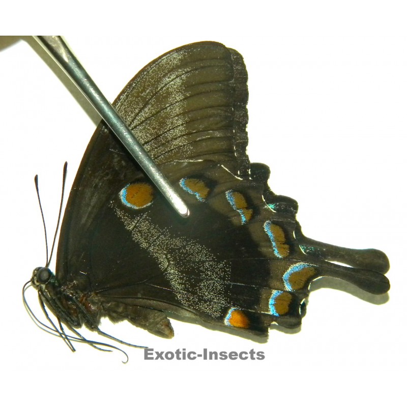 Papilio ulysses ulysses GYNANDROMORPH 01