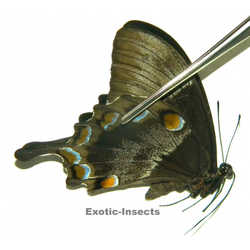 Papilio ulysses ulysses GYNANDROMORPH 01