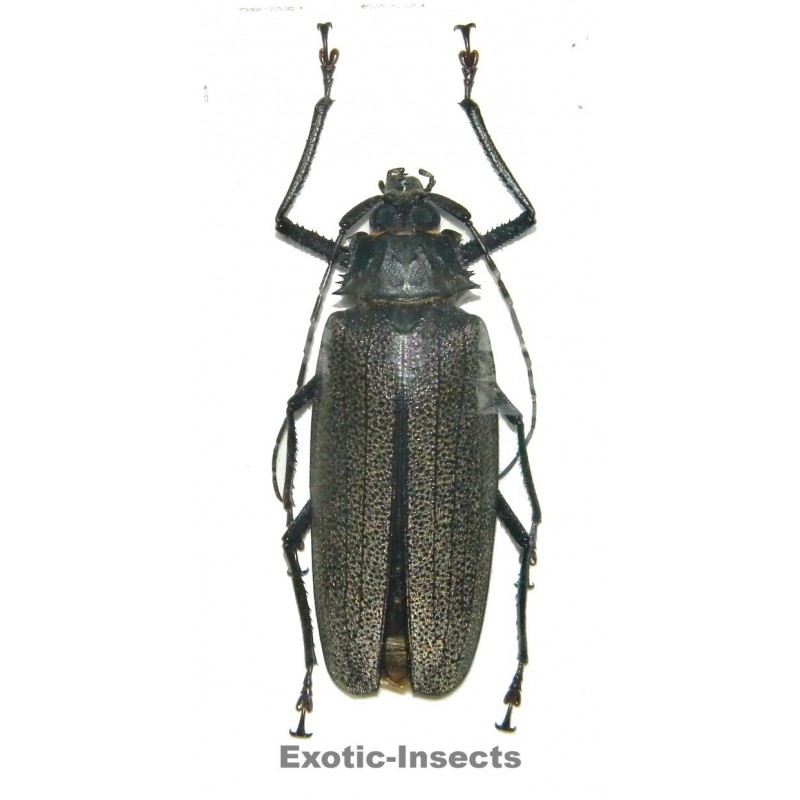 Exotic-Insects