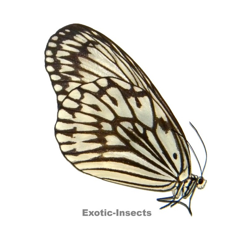 Exotic-Insects