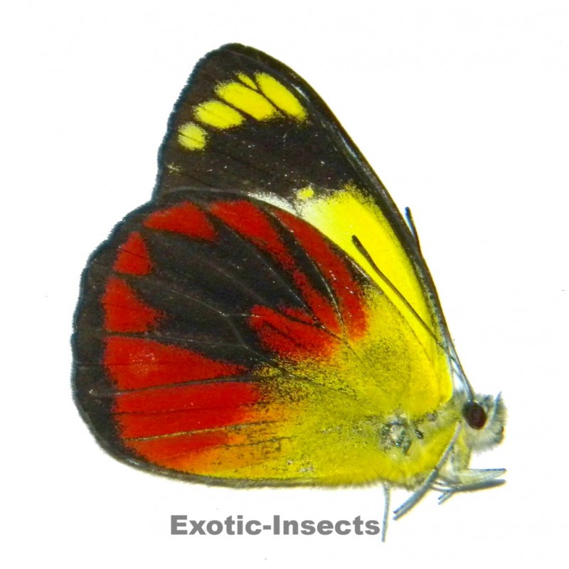 Delias caeneus philotis