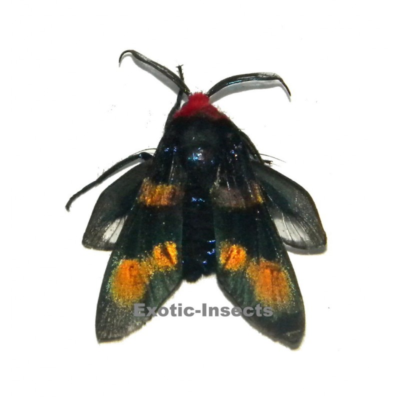 Exotic-Insects