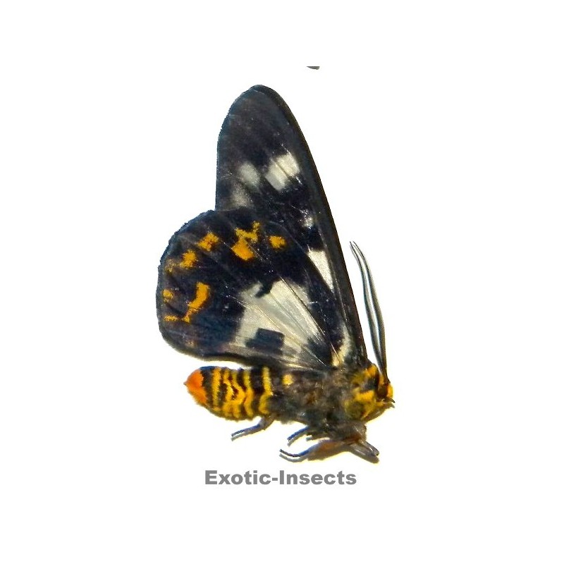 Dysphania numana tentans