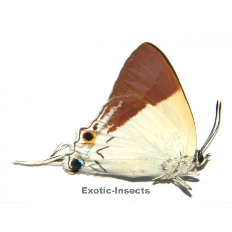 Exotic-Insects