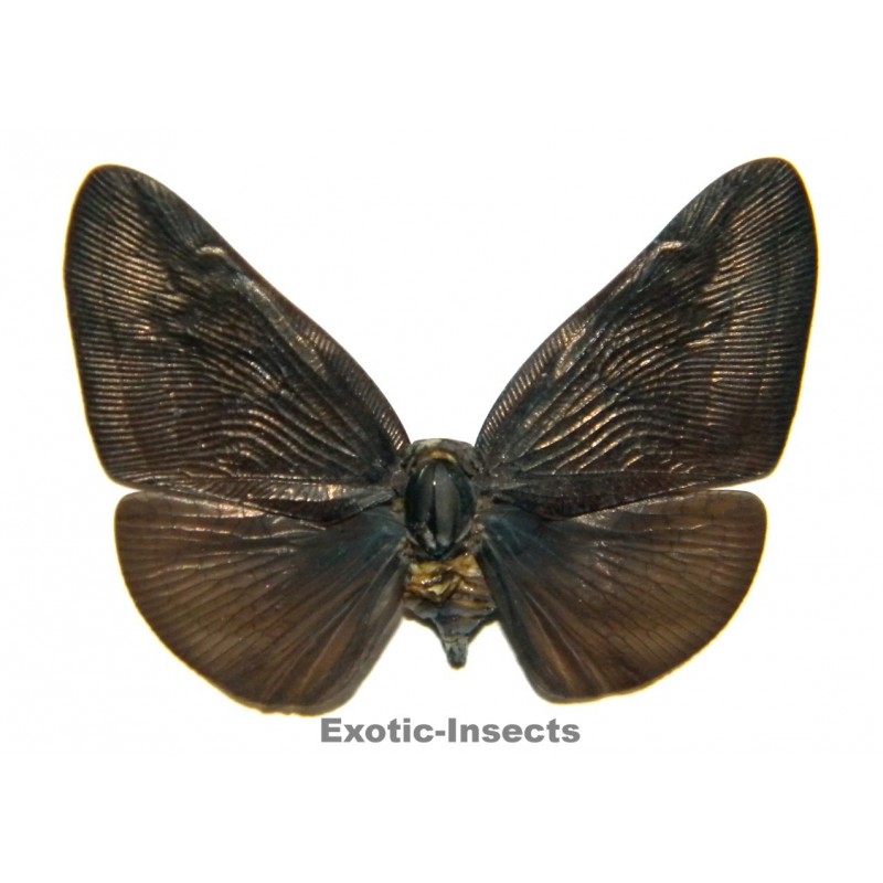 Exotic-Insects