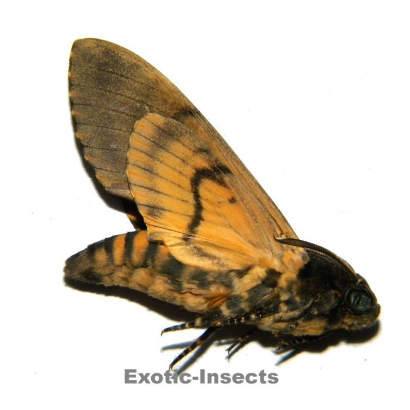 Lepidoptera