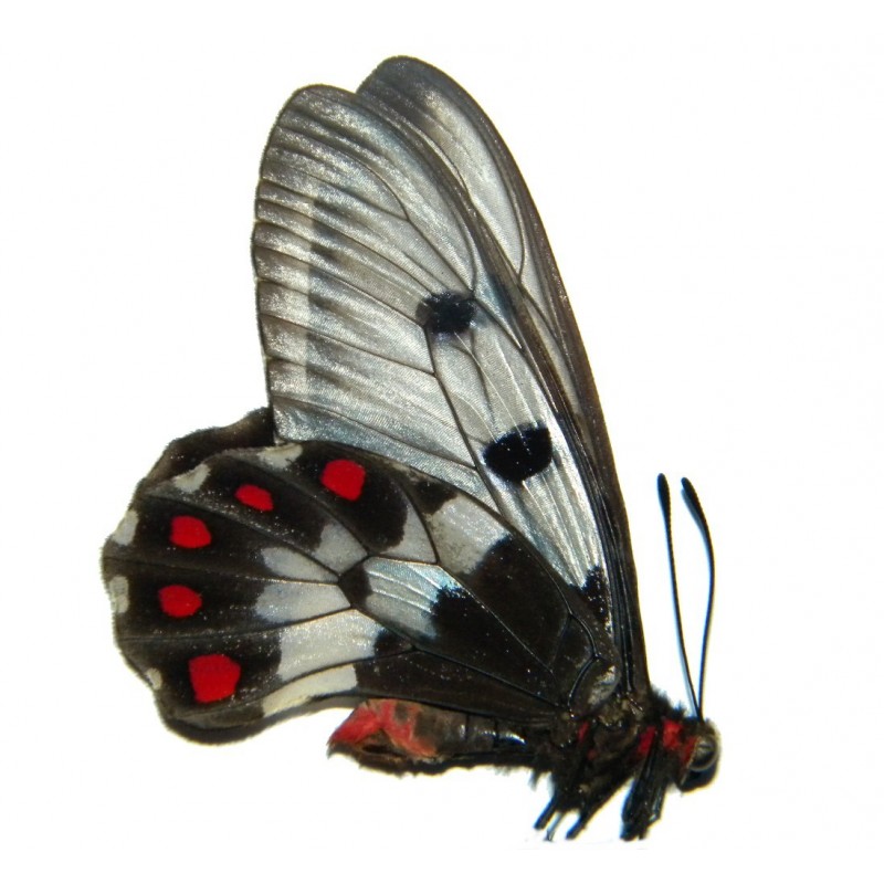 Cressida cressida insularis