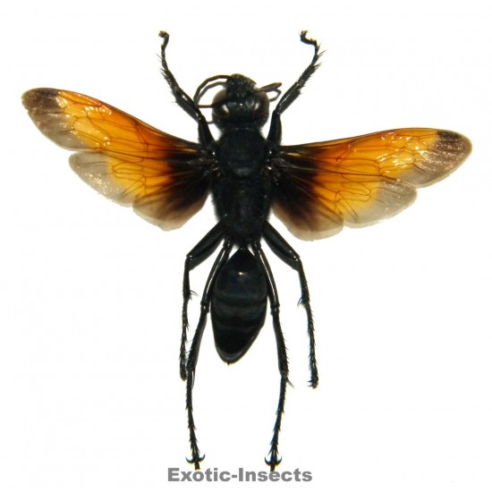 Hymenoptera sp.20