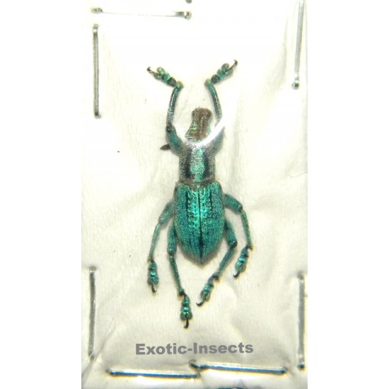 Eupholus antonkozlovi SPECIMEN 02