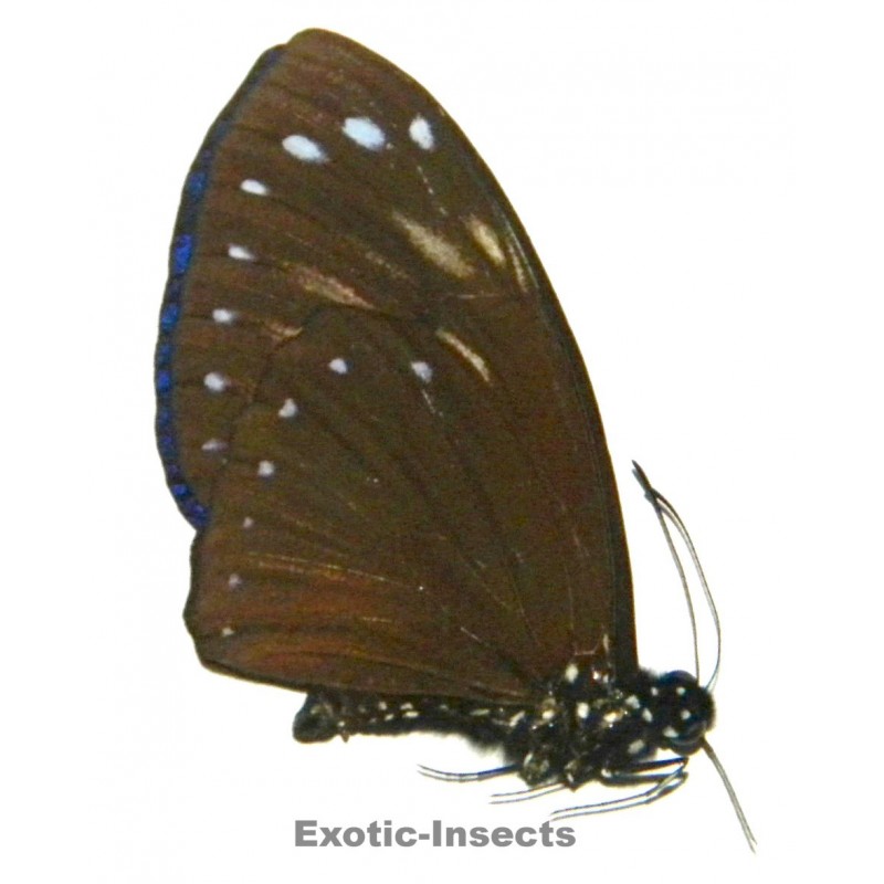 Chilasa paradoxa paradoxa