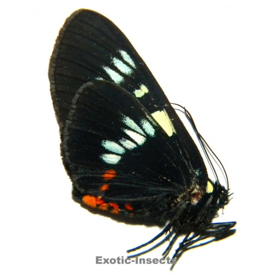 Episteme sumbana florensana