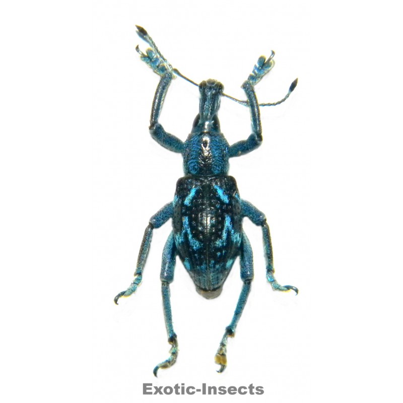 Exotic-Insects