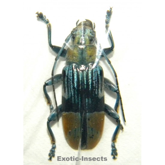 Tmesisternus elegans