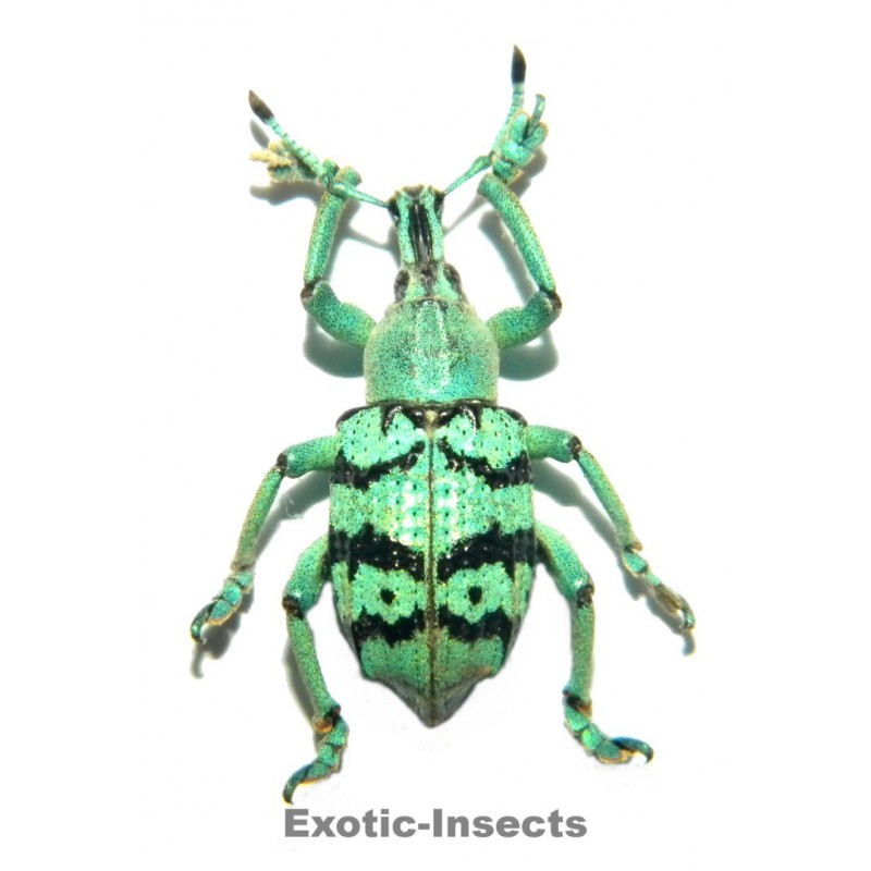 Exotic-Insects