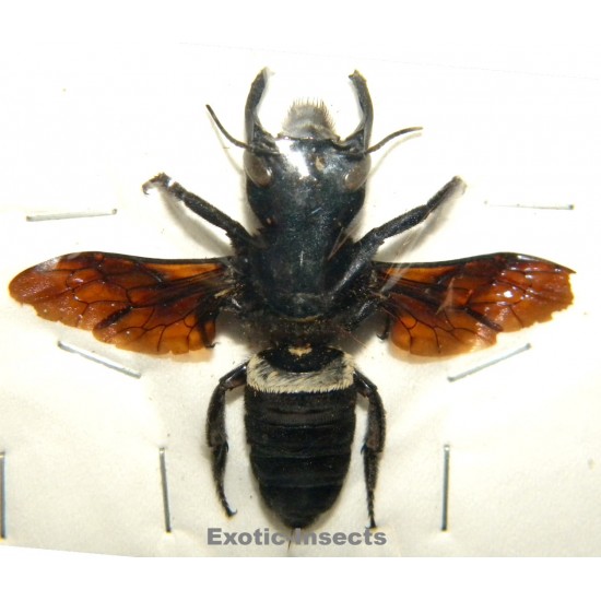 Megachile pluto (47mm) SPECIMEN 2